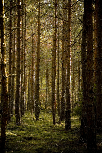 I skoven – et undervisningsmateriale til naturteknologi indskoling