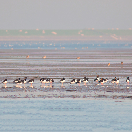 Danmarks kyster – et undervisningsmateriale til naturteknologi indskoling