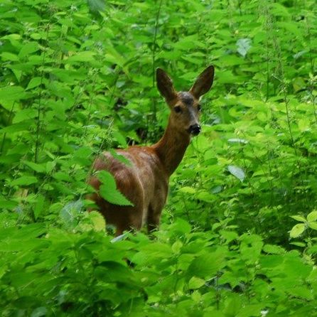 Store dyr i skoven – et undervisningsmateriale til naturteknologi ...